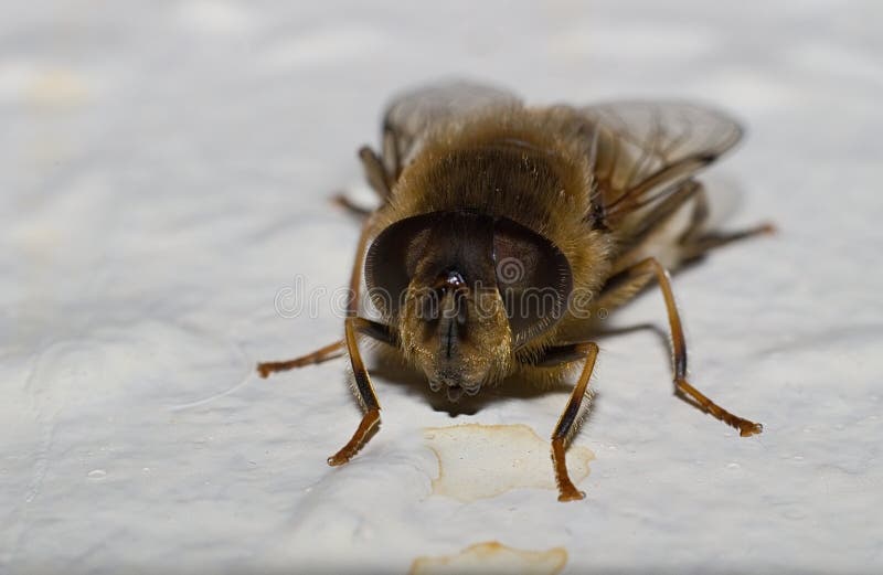 Hover Fly Close Up Insect Head View Stock Photo - Image of wings ...