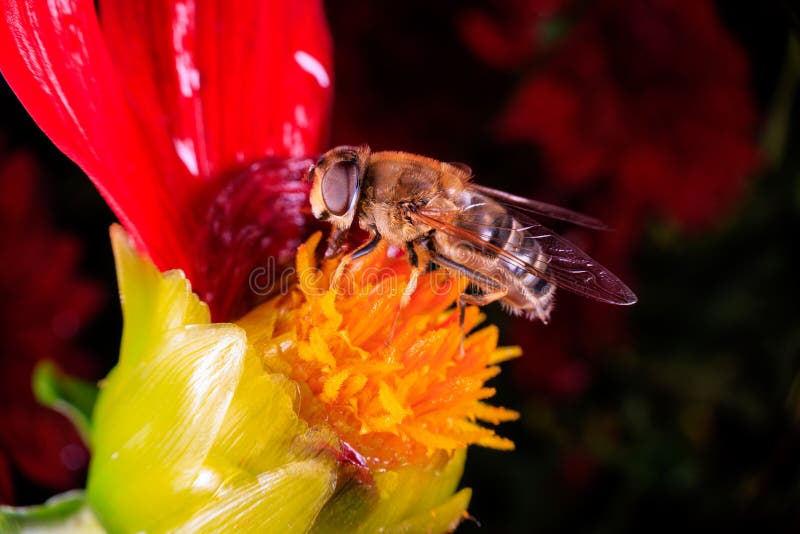Hover Fly stock image. Image of insect, hover, nature - 240212631