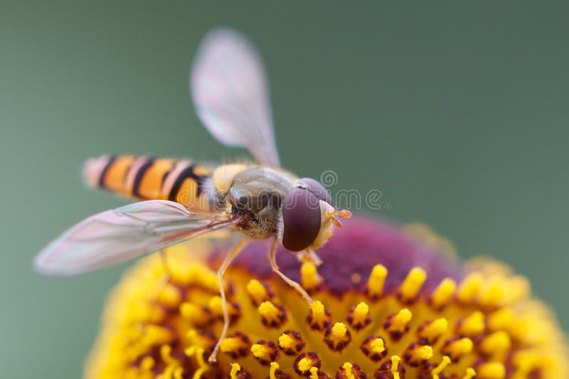 Hover Fly closeup stock image. Image of close, green - 15409909