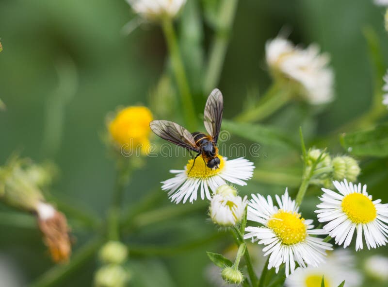 Hover Fly on Daisy in Spring Time Stock Photo - Image of insect ...