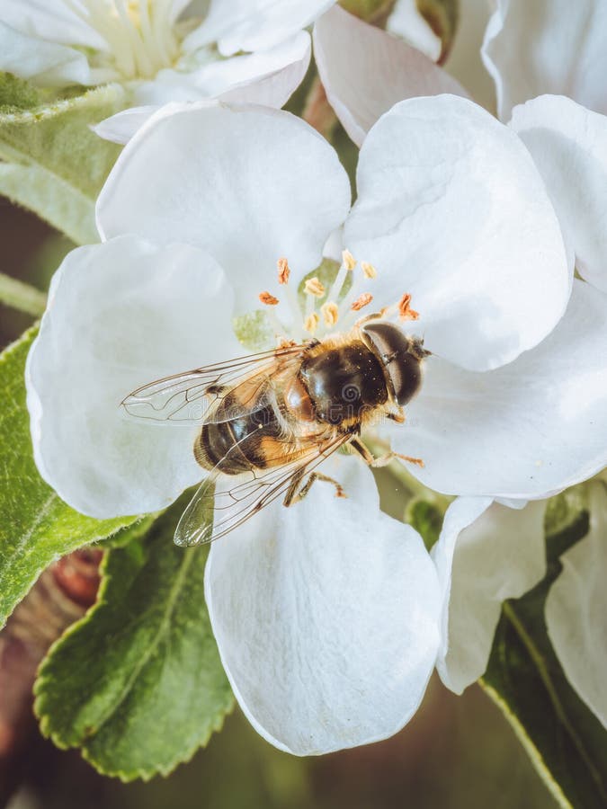 A Hover Fly Feeding on Apple Blossom Stock Image - Image of macro ...
