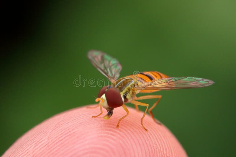 Hover Fly on Finger stock image. Image of insect, finger - 79441587