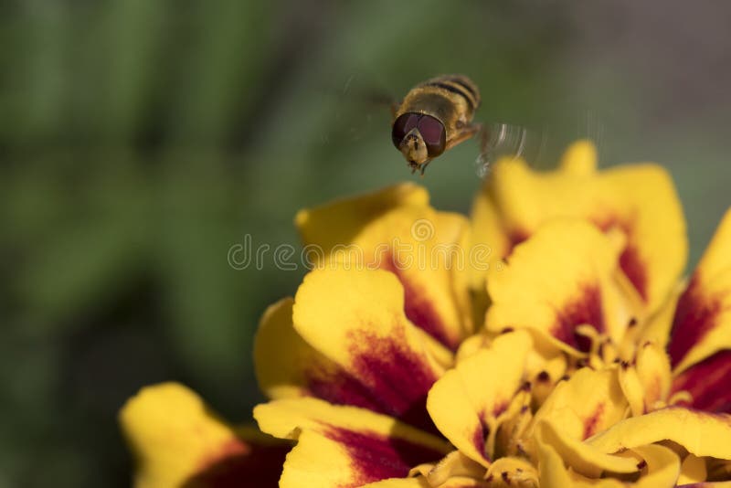 Hover fly in flight flying stock image. Image of breeding - 101181531