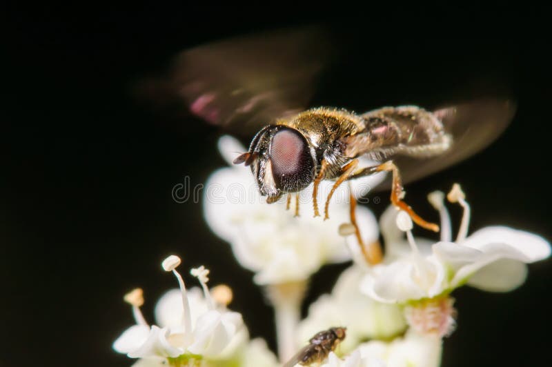 Hover Fly in Flight stock photo. Image of hoverfly, macro - 39132510