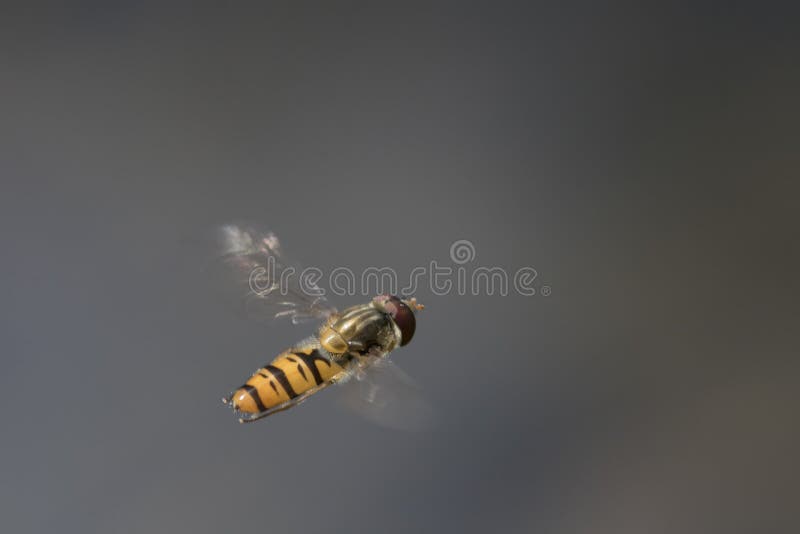 Hover Fly in Fligt, Flying Above Leaves Stock Image - Image of common ...