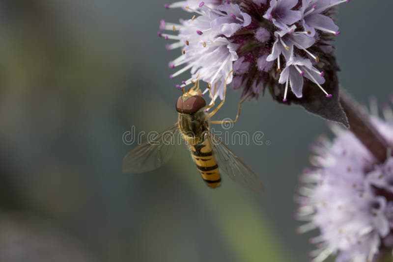 Hover Fly in Fligt, Flying Above Leaves Stock Photo - Image of common ...