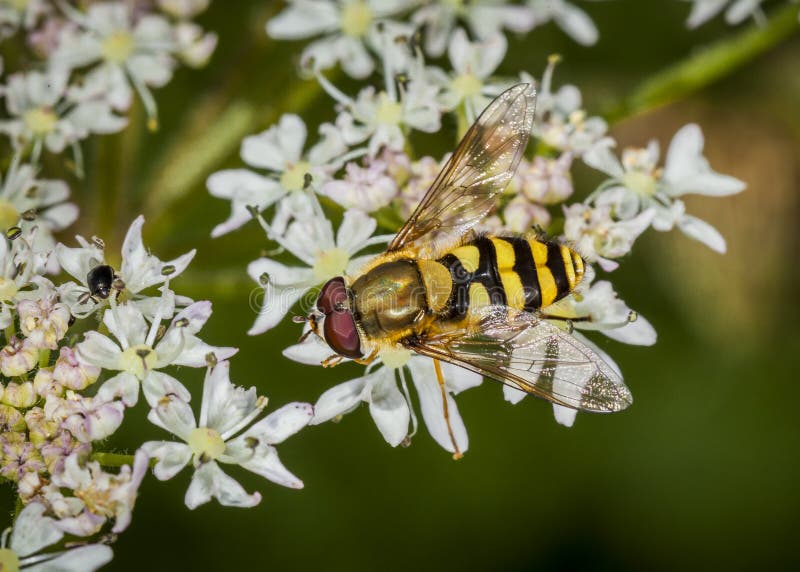 Hover Fly on flower stock photo. Image of nature, white - 98379804