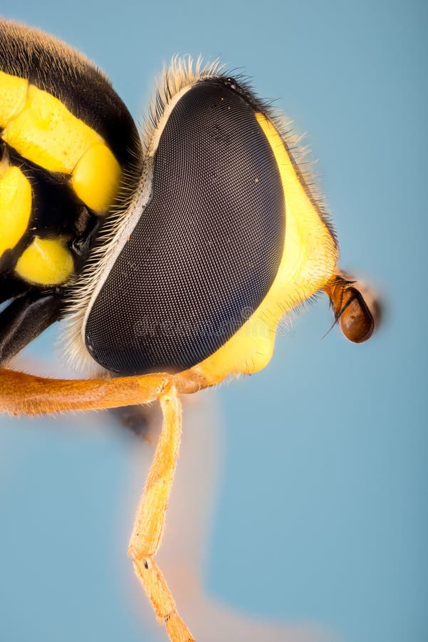 Common Snout-hoverfly, Heineken Hoverflies, Heineken Fly, Rhingia ...