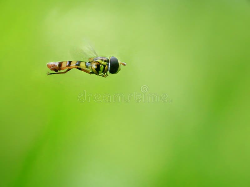 Hover Fly stock photo. Image of flying, macro, hover - 136482070