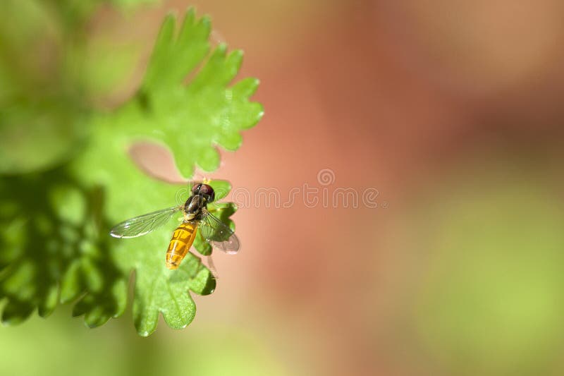 Hover Fly on Leaf stock image. Image of macro, leaf, sweat - 79442175