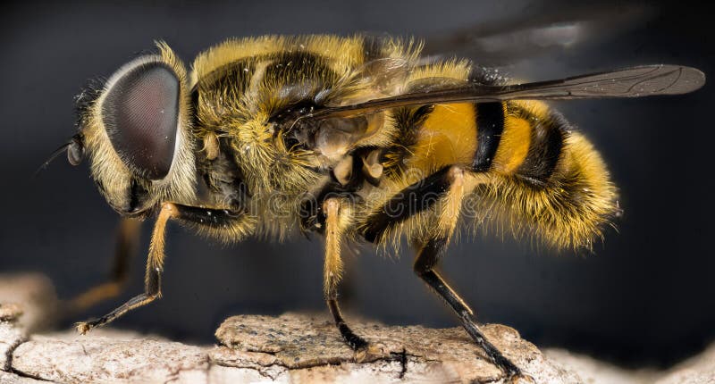 Hover-fly, Hoverfly, Fly, Flies Stock Photo - Image of nature, closeup ...