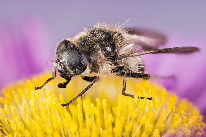 Hover Fly, Hover-Fly, Fly stock photo. Image of animal - 121308008