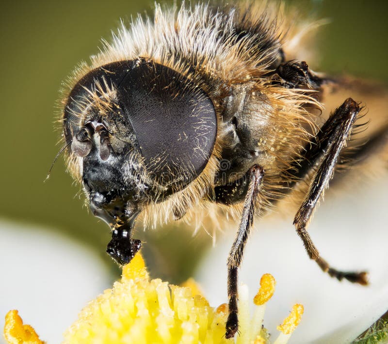 Hover-fly, Hoverfly, Fly, Flies Stock Image - Image of spring ...