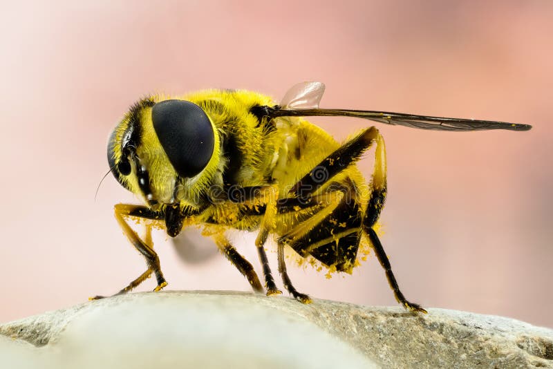 Hover-fly, Hoverfly, Fly, Flies Stock Image - Image of animal, insect ...