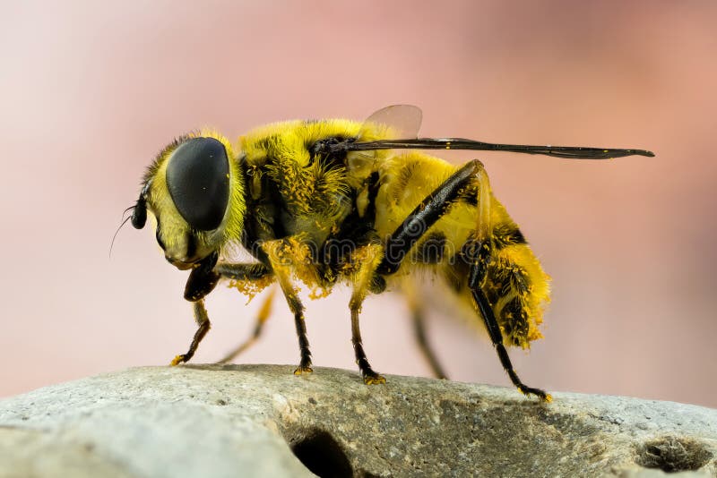 Hover-fly, Hoverfly, Fly, Flies Stock Image - Image of green, plant ...