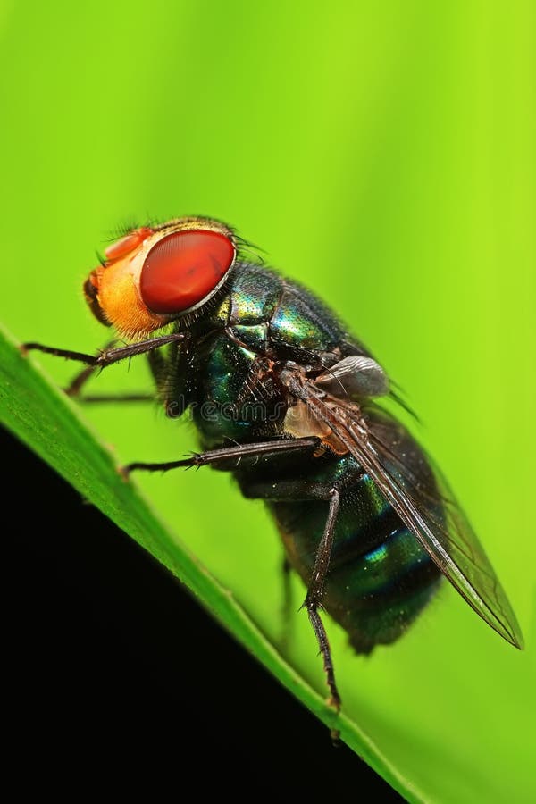 Hover Fly on Leaf stock image. Image of macro, leaf, sweat - 79442175