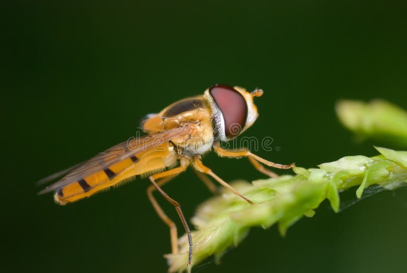 Hover Fly on Finger stock image. Image of insect, finger - 79441587
