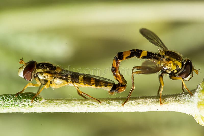Hover fly during mating stock photo. Image of insect - 79143552