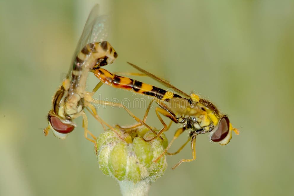 Hover fly during mating stock image. Image of close, syrphus - 79143627
