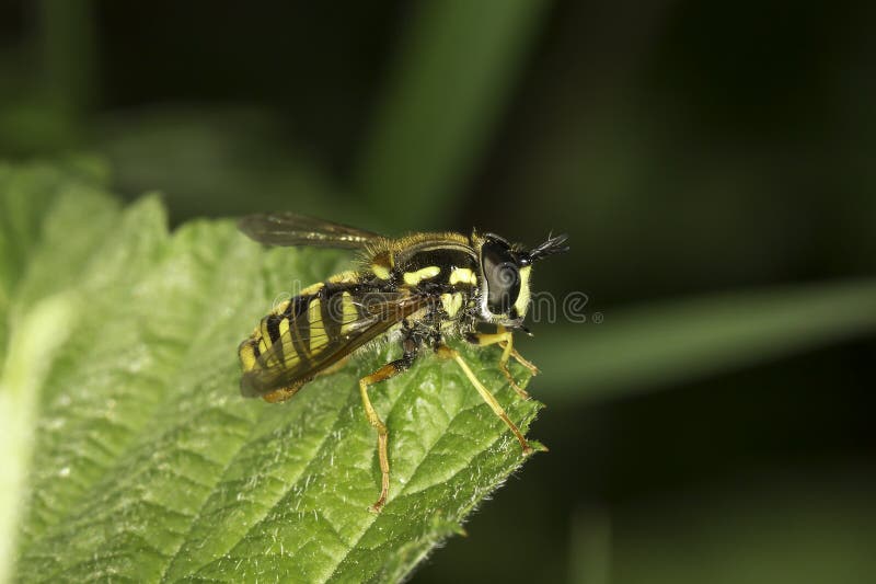 Hoverfly stock image. Image of orange, garden, wings - 16786079