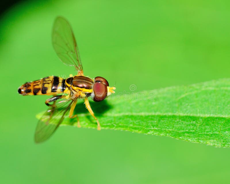 Hover-fly stock photo. Image of macro, wild, wildlife - 33138022