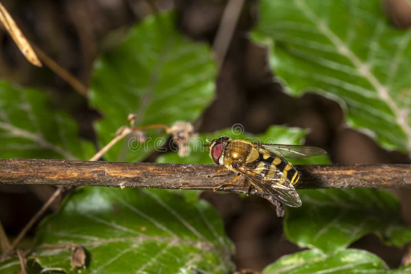 Hover Fly Sits on a Beech Branch between Blurred Green Leaves Stock ...