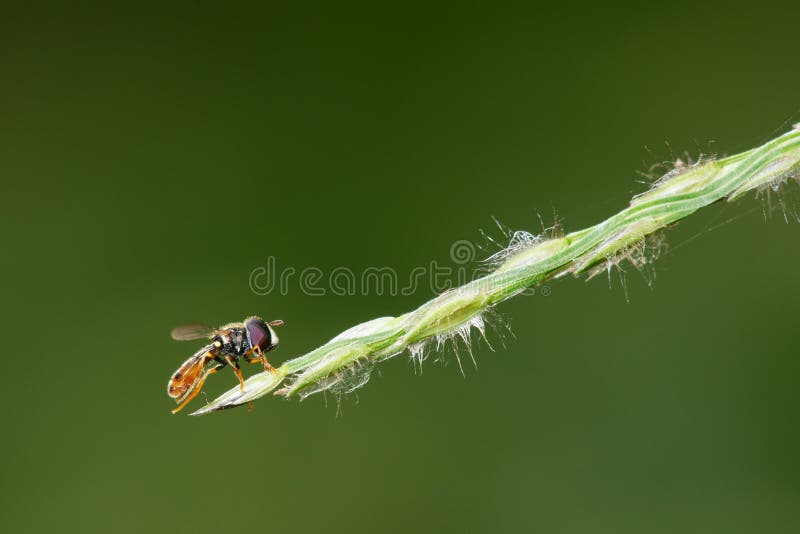 Hover fly stock photo. Image of hover, small, spike, close - 33184302