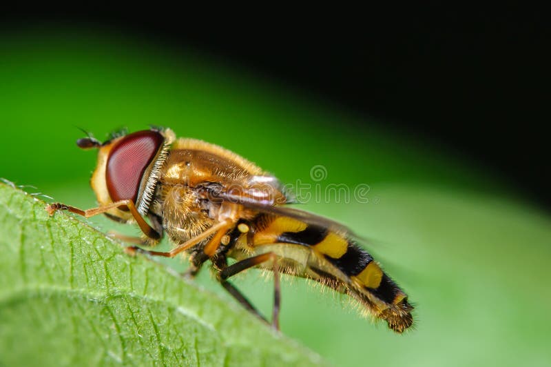 Hover Fly stock image. Image of black, summer, natural - 39668763