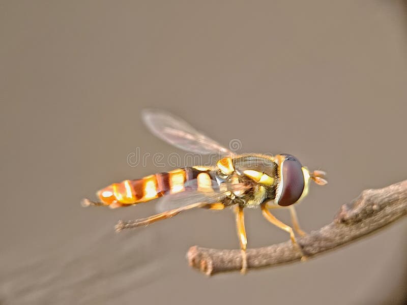 Hover Fly Sun Bathing in the Morning Stock Image - Image of bathing ...
