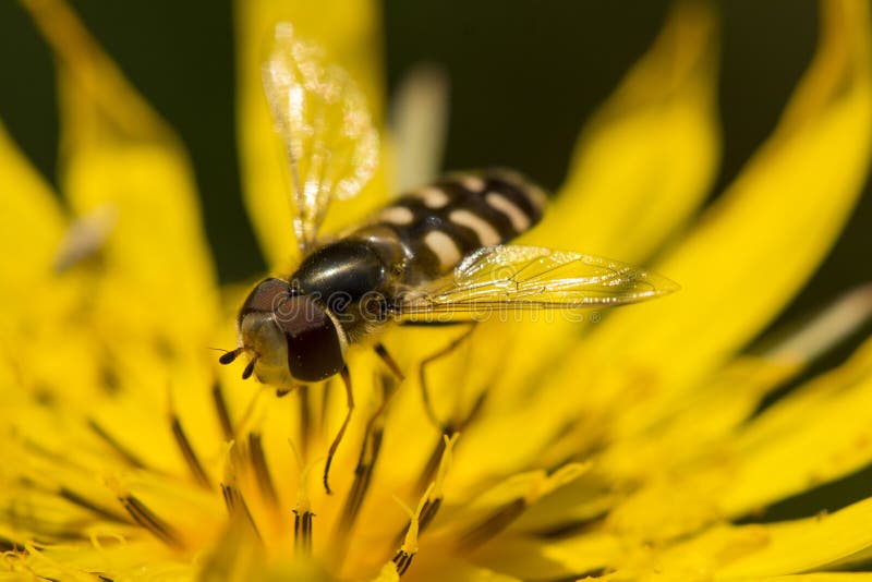 Hover fly stock photo. Image of plant, world, nature - 56589270