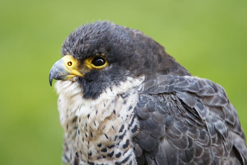 Hover hawk stock photo. Image of hawk, detail, hover - 16367976