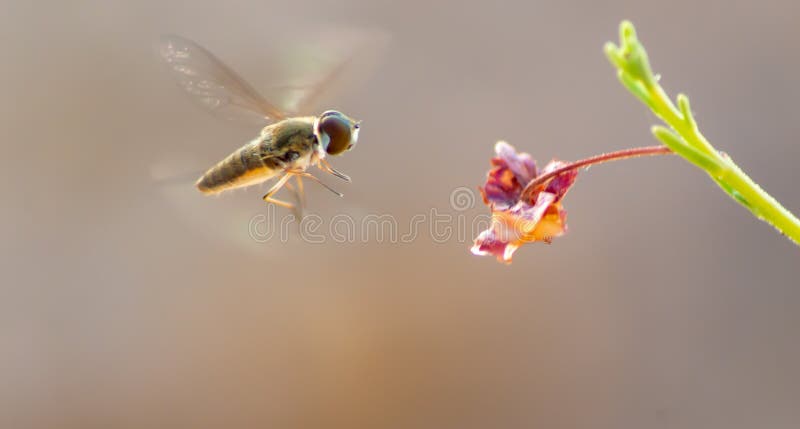 HoverfliesInsectIn flight stock photo. Image of pest - 259868546