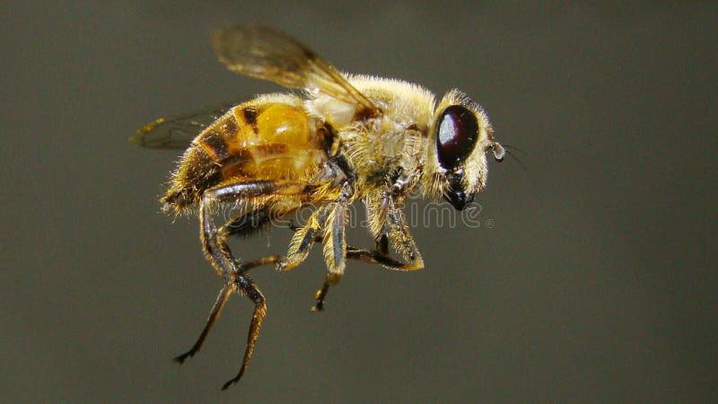 Hoverfly | Pollination stock photo. Image of insect - 134666274