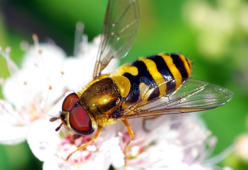 Hoverfly stock image. Image of insect, hoverfly, canada - 10090485