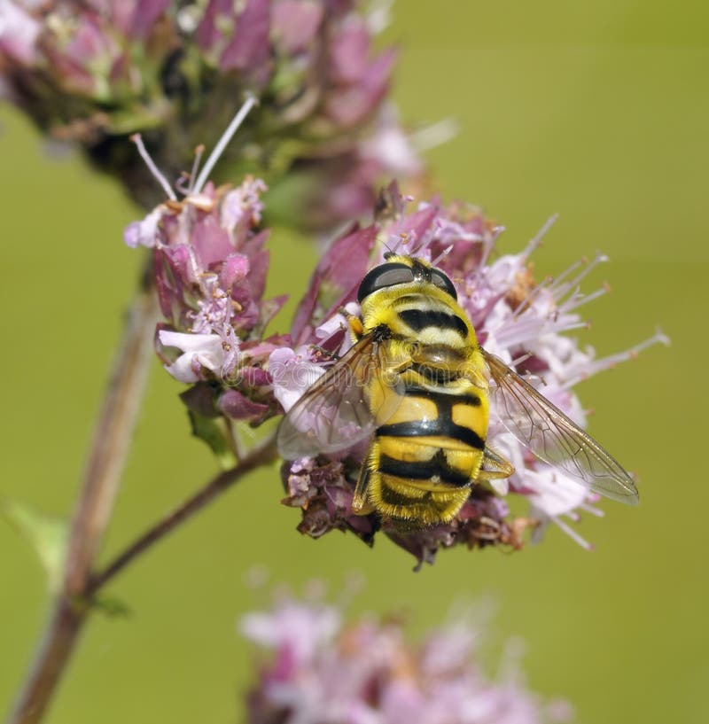 Hoverfly stock image. Image of britain, british, myathropa - 16786079