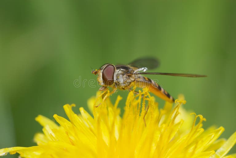 Hoverfly stock image. Image of hoverfly, detail, episyrphus - 9185577