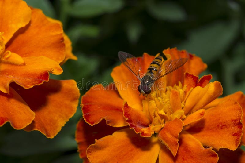 Hoverfly Bee on Blossom Macro Stock Image - Image of carnation, yellow ...