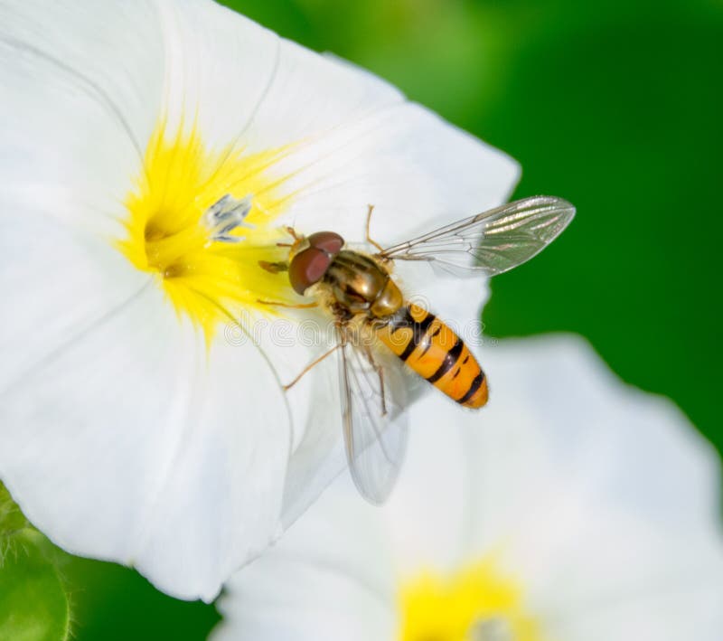 Hoverfly stock photo. Image of green, orange, flowers - 73991992