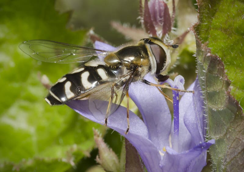 Hoverfly Collecting Pollen on Purple Flower Stock Photo - Image of ...