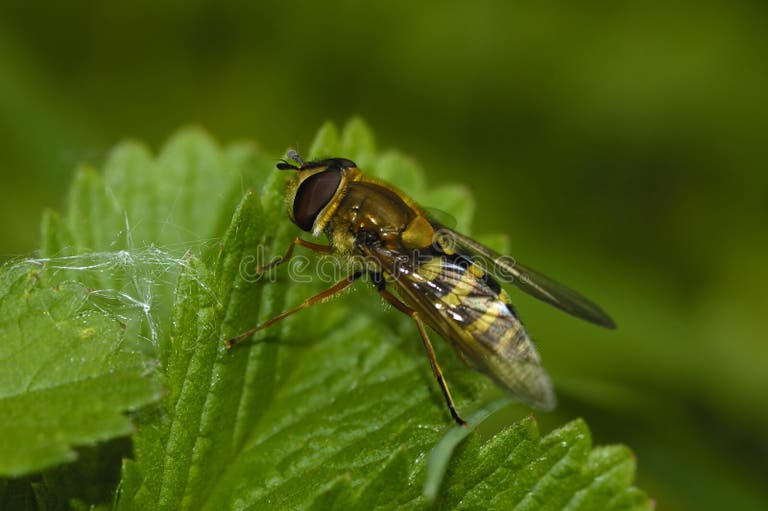 Common Banded Hoverfly stock image. Image of closeup - 14872779