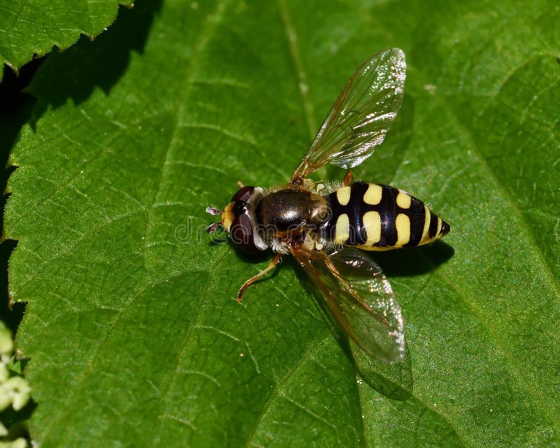 Hoverfly. Eupeodes Corollae Do Mate Stock Image - Image of eupeodes, corollae: 151391463
