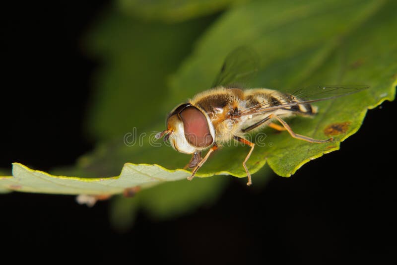 Hoverfly. Eupeodes Corollae Stock Image - Image of animal, bloom: 151391039
