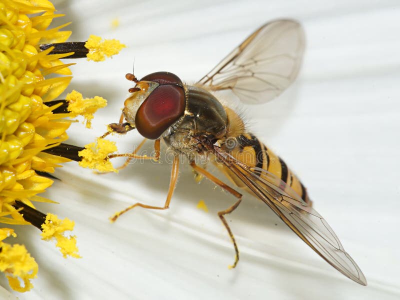 Hoverfly feeding on pollen stock photo. Image of flight - 227826020
