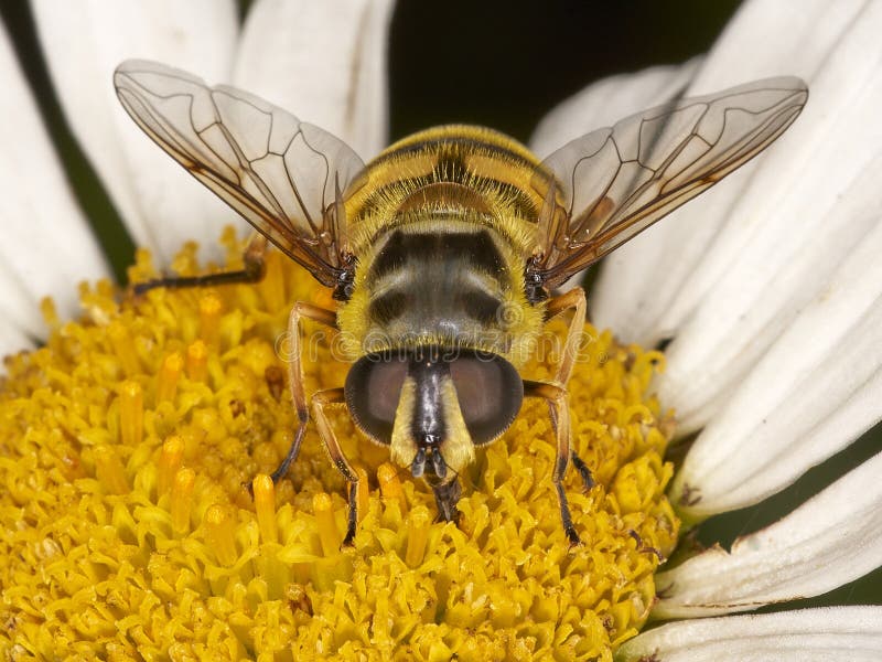 Hoverfly feeding on pollen stock photo. Image of focus - 286012790