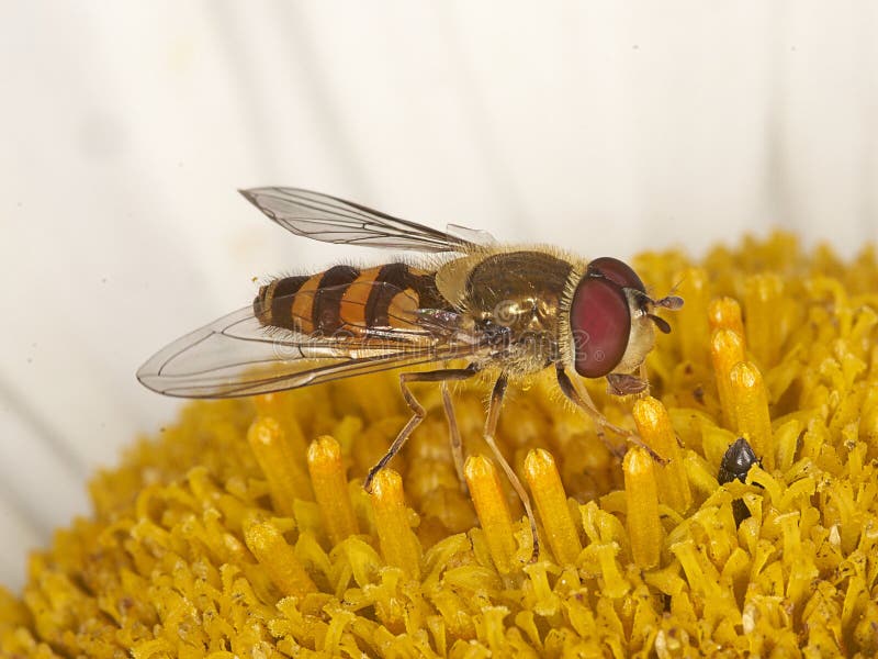 Hoverfly feeding on pollen stock photo. Image of flight - 286012828