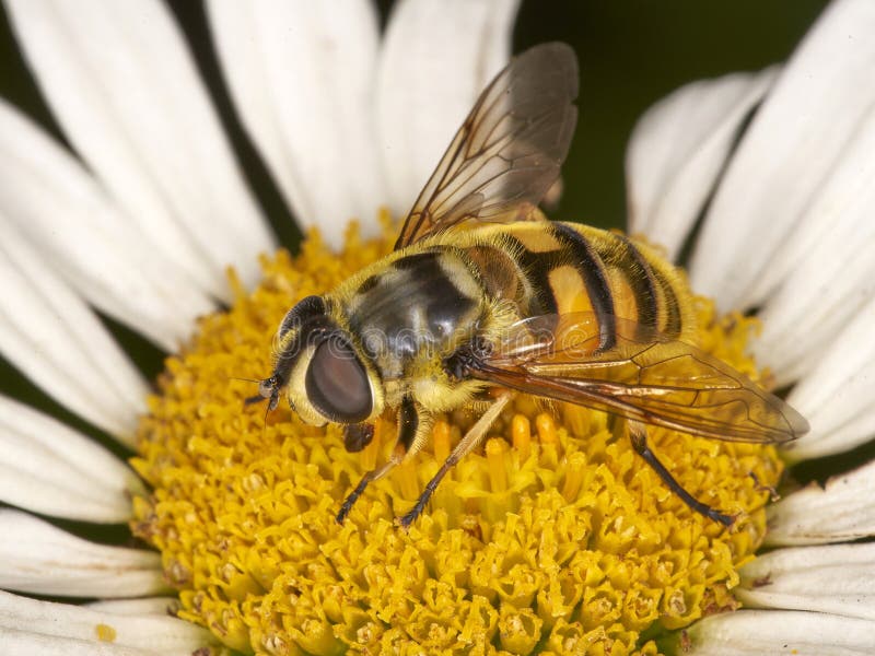 Hoverfly feeding on pollen stock photo. Image of compound - 286012824