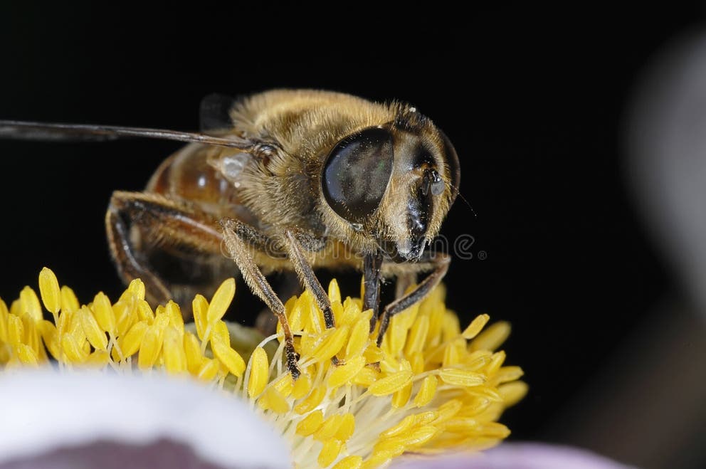 Hoverfly on Flower Filaments Stock Photo - Image of insect, feeding ...