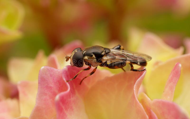 Hoverfly on a Hydrangea Flower Stock Image - Image of insect, light ...