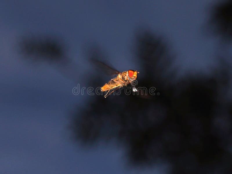 Hoverfly flying at dusk stock photo. Image of front - 253835662