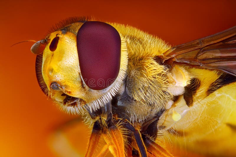 Hoverfly head macro stock photo. Image of syrphid, wings - 31147174